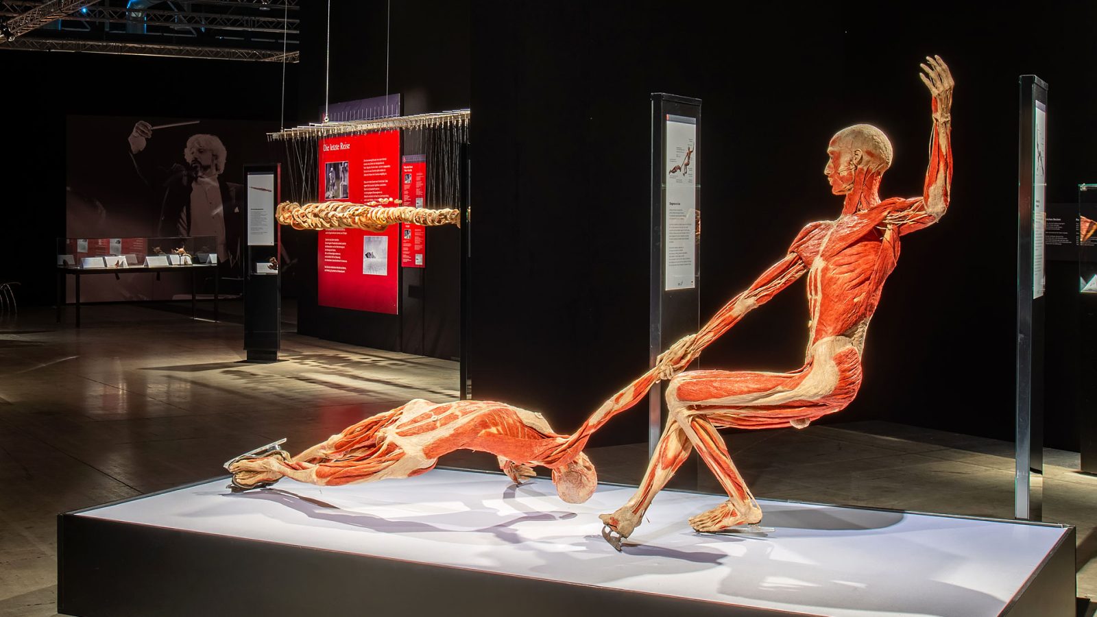 Body Worlds – Vital – Body Worlds – Vital | București 2024